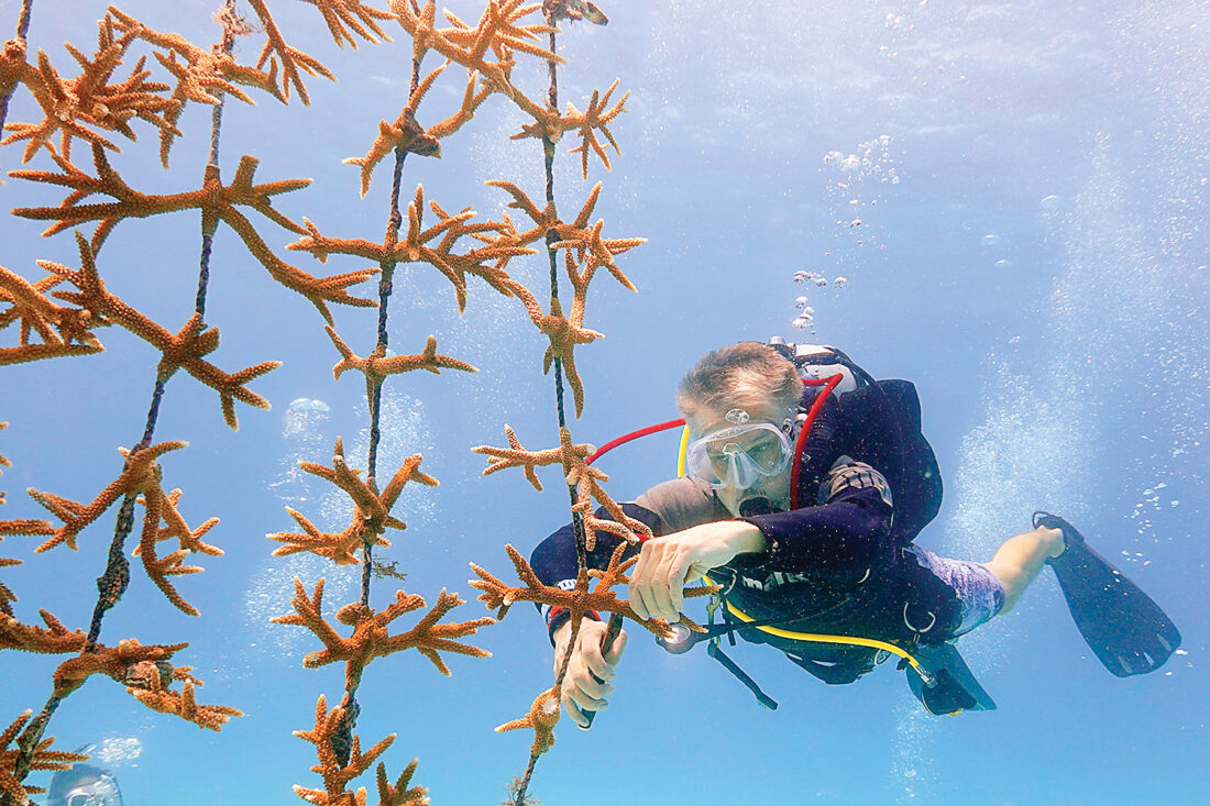 Rescue crews race to help Florida coral reef | News, Sports, Jobs ...